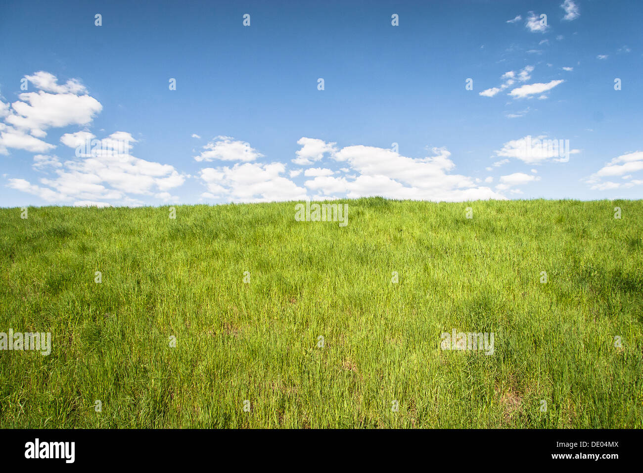 Summer landscape with grass field Stock Photo - Alamy