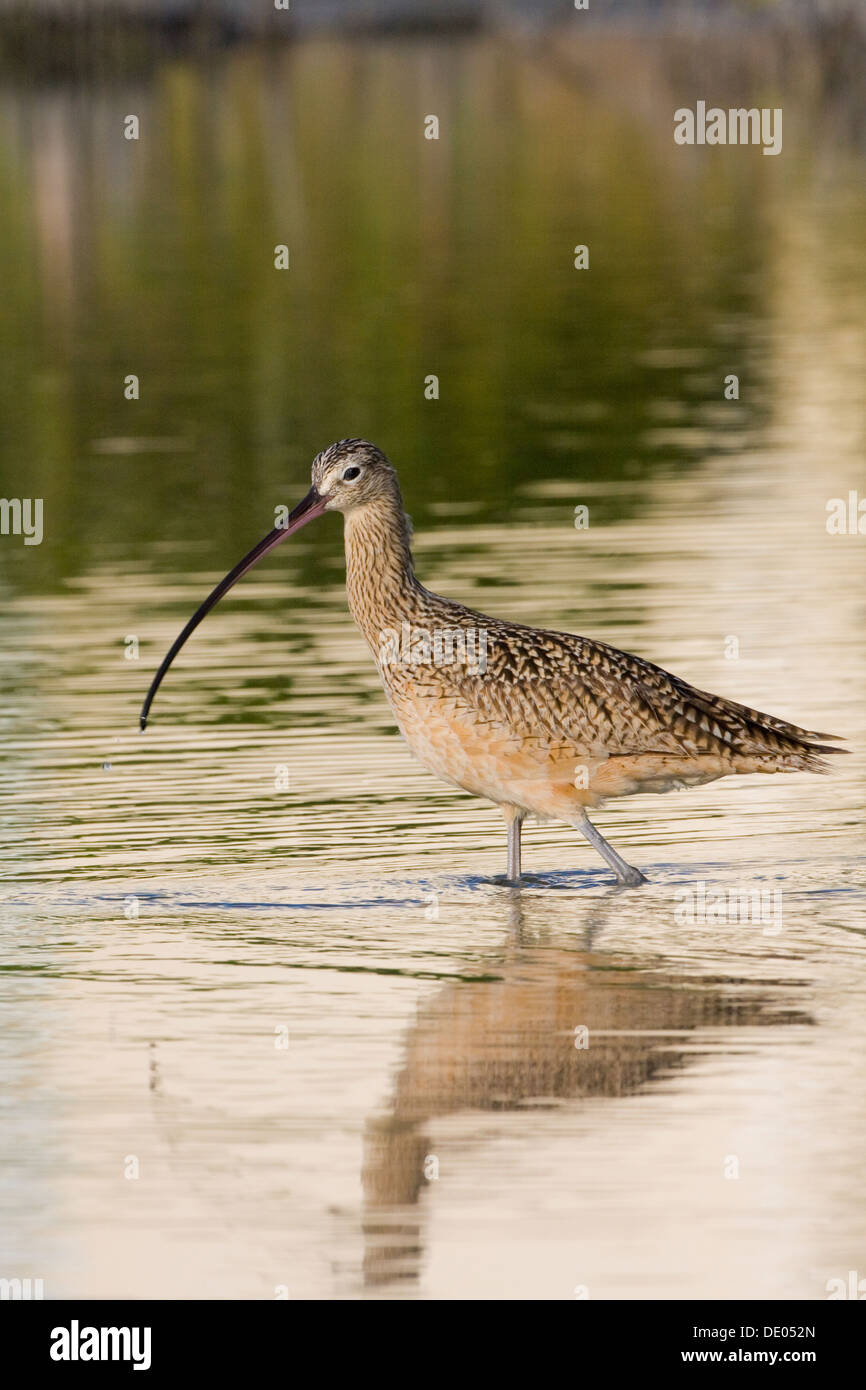 Curlew sandpiper feeding in hi-res stock photography and images - Alamy