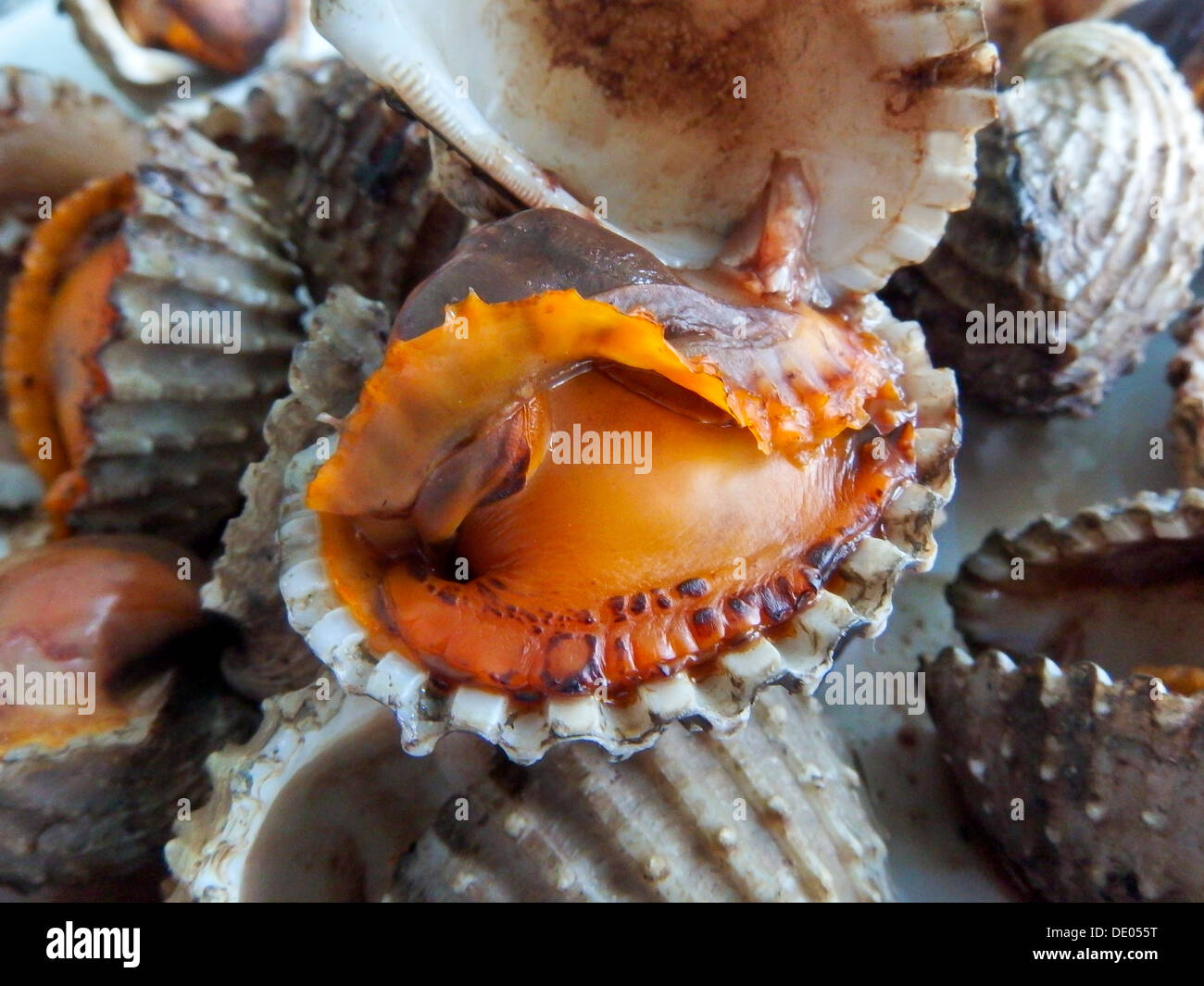 Grilled Roast Blood Cockle on white dish Stock Photo - Alamy