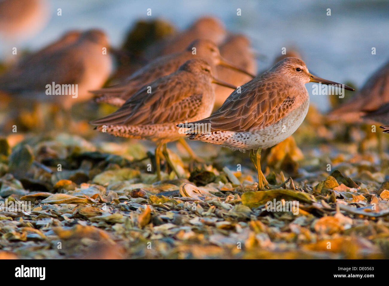 Short-billed Dowitcher feeding Stock Photo - Alamy