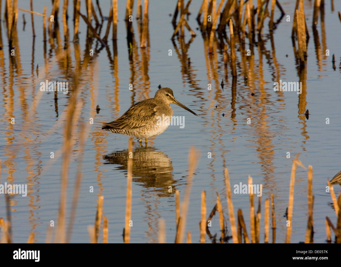Short-billed Dowitcher feeding Stock Photo - Alamy