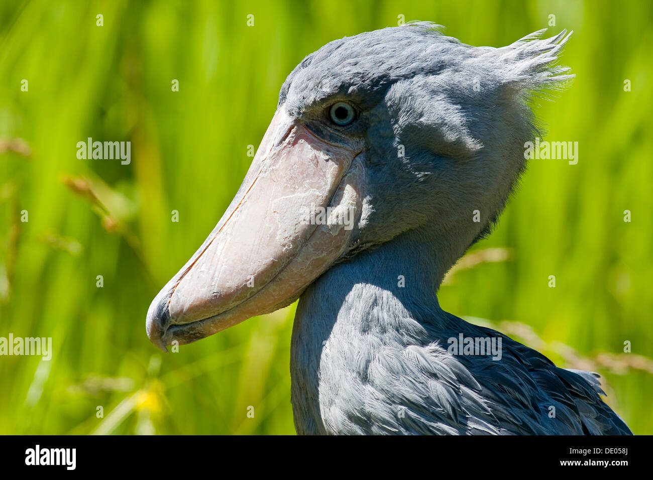 Shoebill (Balaeniceps rex), portrait Stock Photo - Alamy