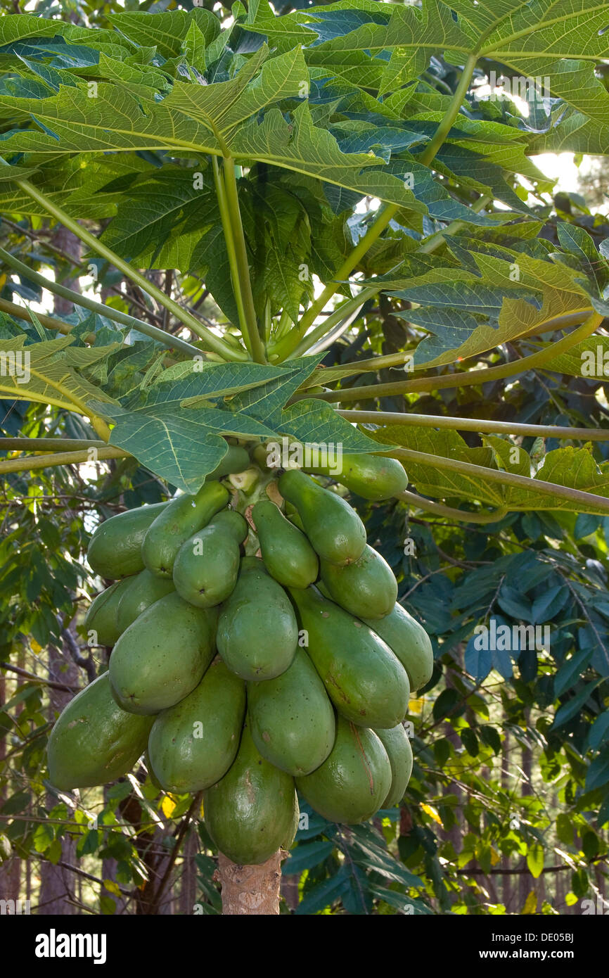 Papaya, papaw, or pawpaw (Carica papaya), Vietnam, Asia Stock Photo - Alamy