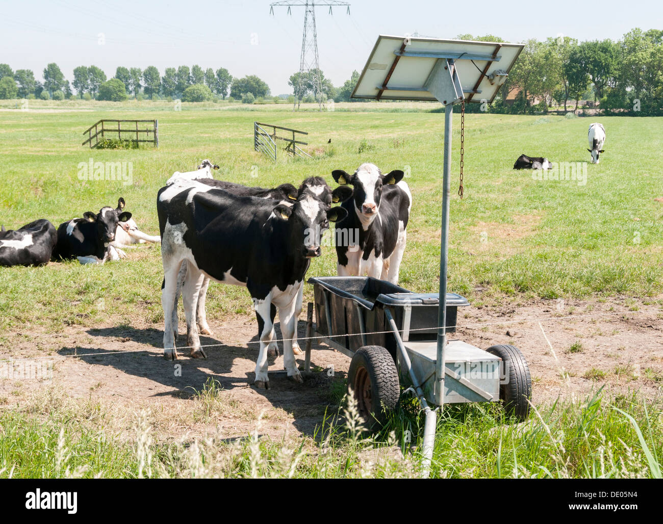 cows drinking with sun energy panels for heating Stock Photo - Alamy