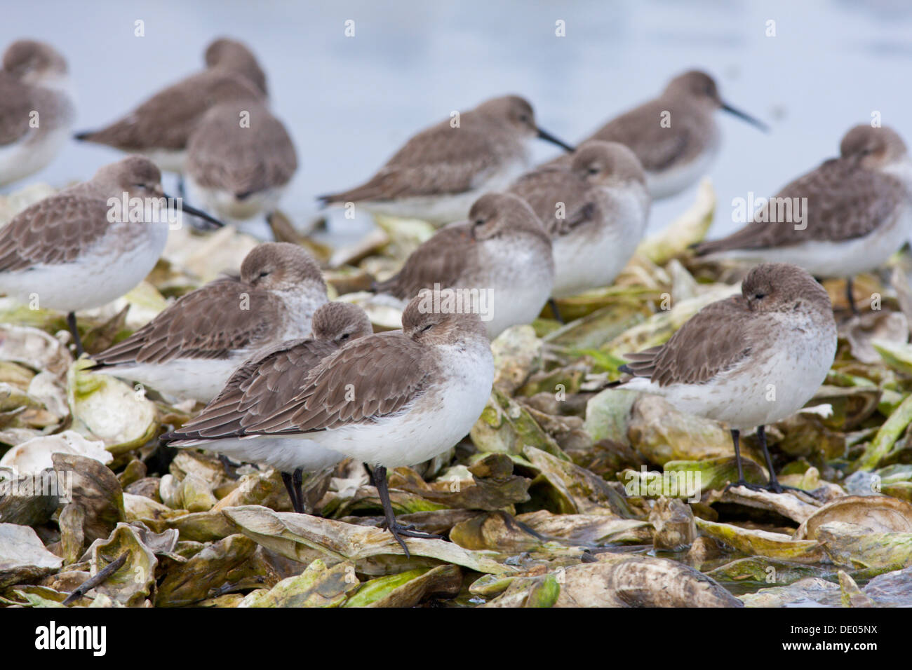 Dunlin,feeding,resting and flying in the South Carolina lowcountry ...