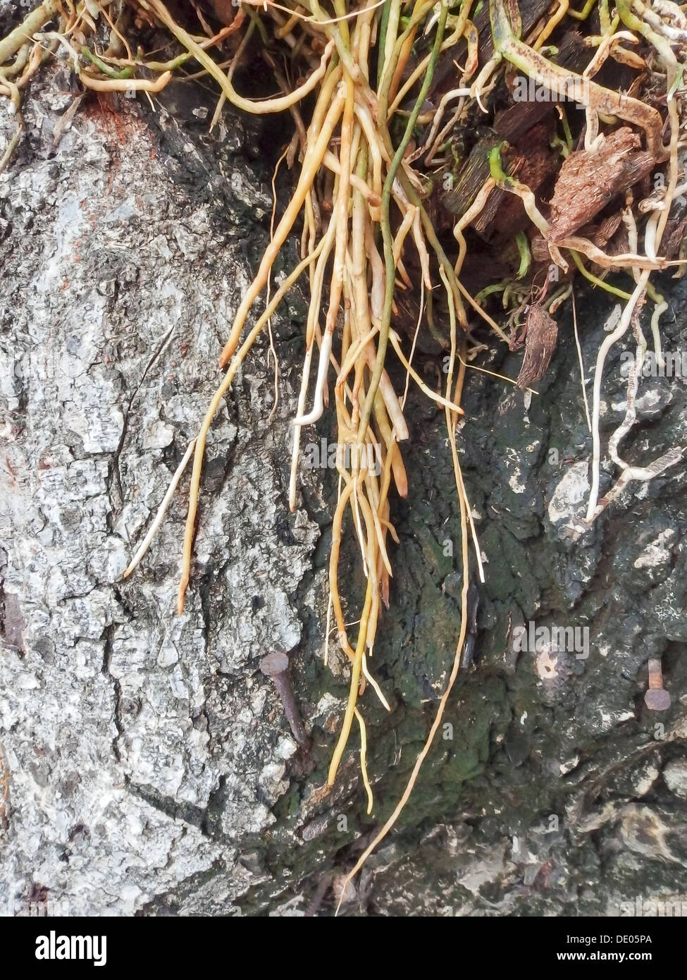 Root texture hi-res stock photography and images - Alamy