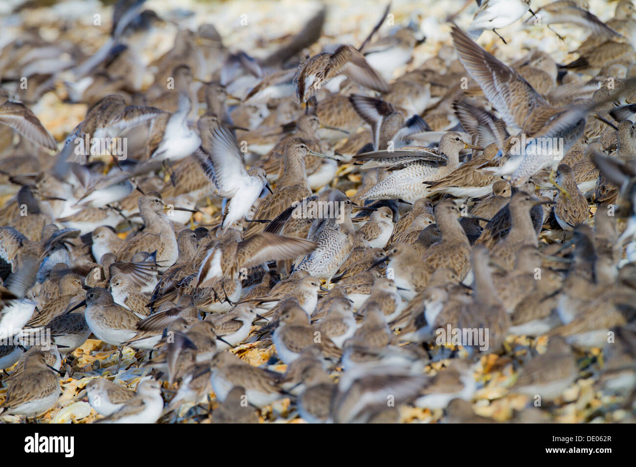 Dunlin,feeding,resting and flying in the South Carolina lowcountry ...