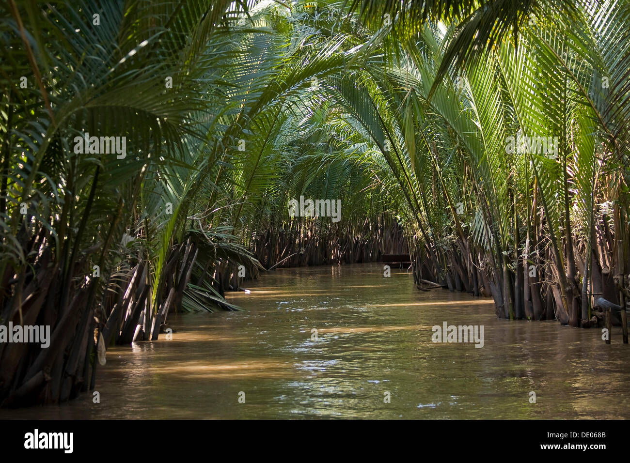 Bamboo growing on the Mekong River Stock Photo - Alamy