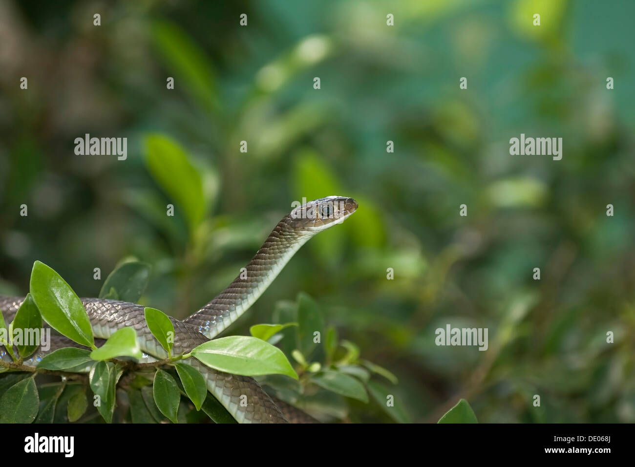 Chinese ratsnake or Indo-Chinese rat snake (Ptyas korros Stock Photo ...