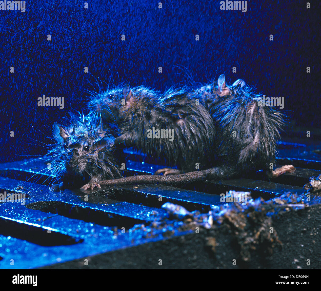 Wharf rats hi-res stock photography and images - Alamy
