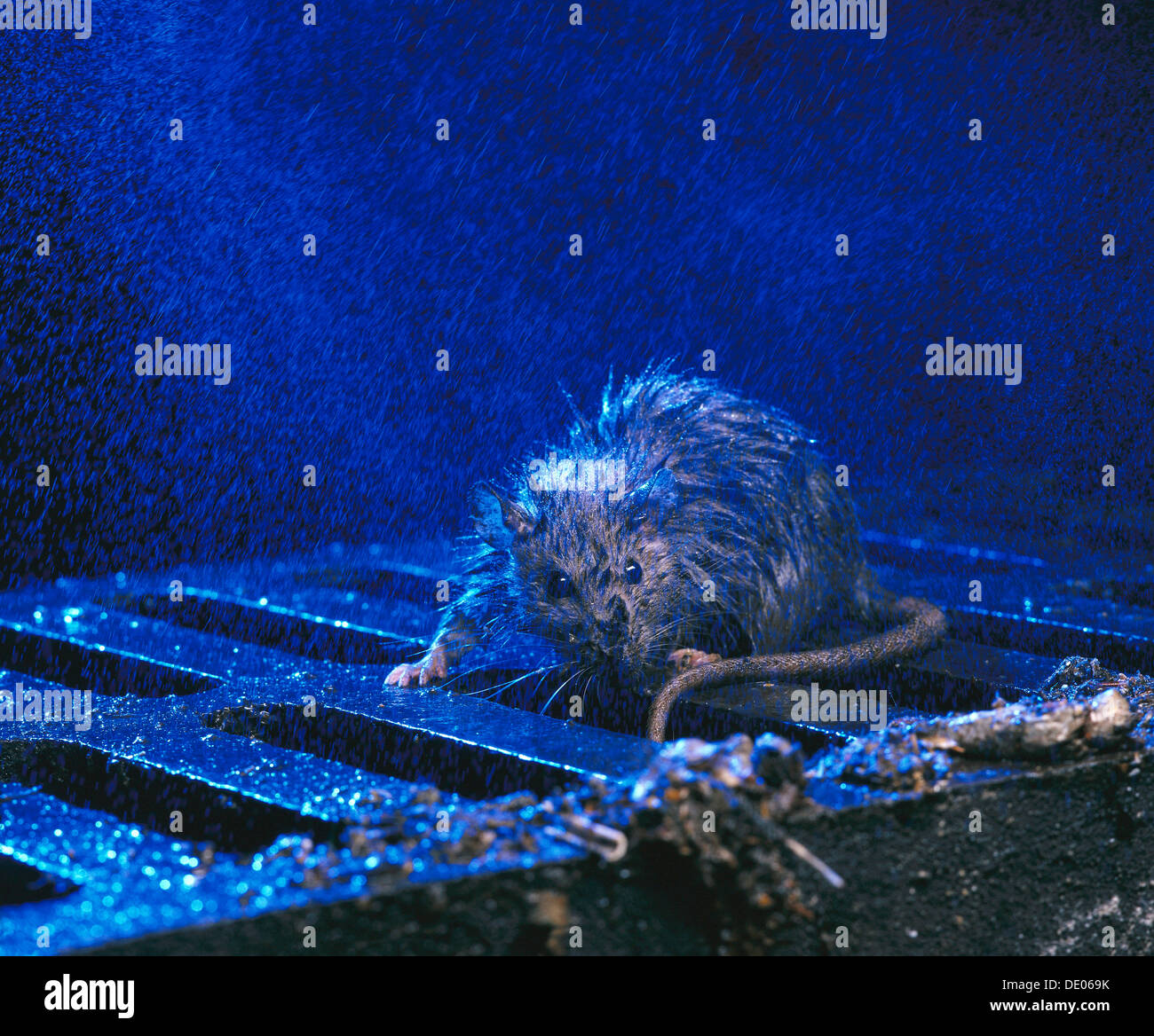 Brown Rat or Norway Rat (Rattus norvegicus) on a manhole cover in the ...