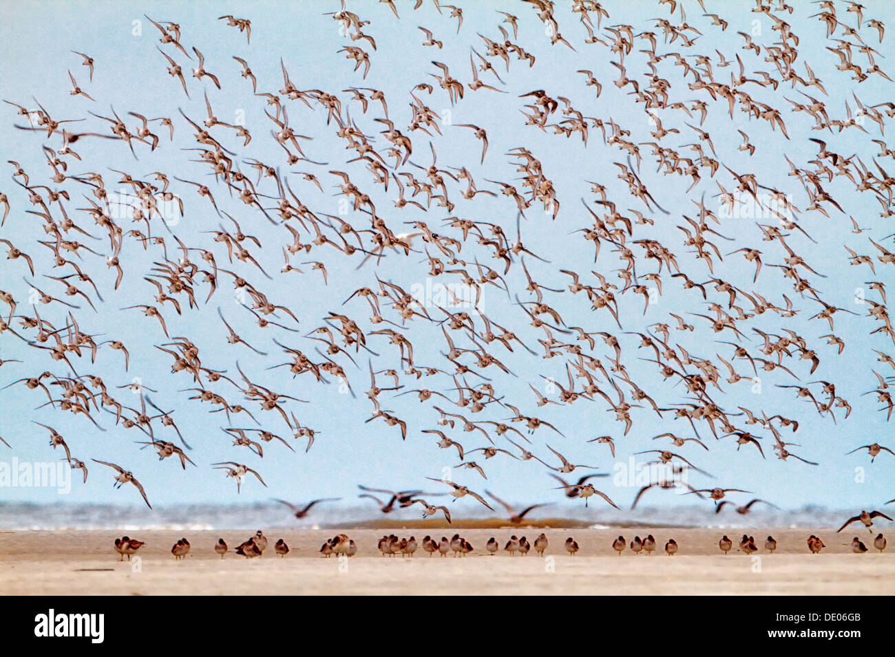 Dunlin,feeding,resting and flying in the South Carolina lowcountry ...