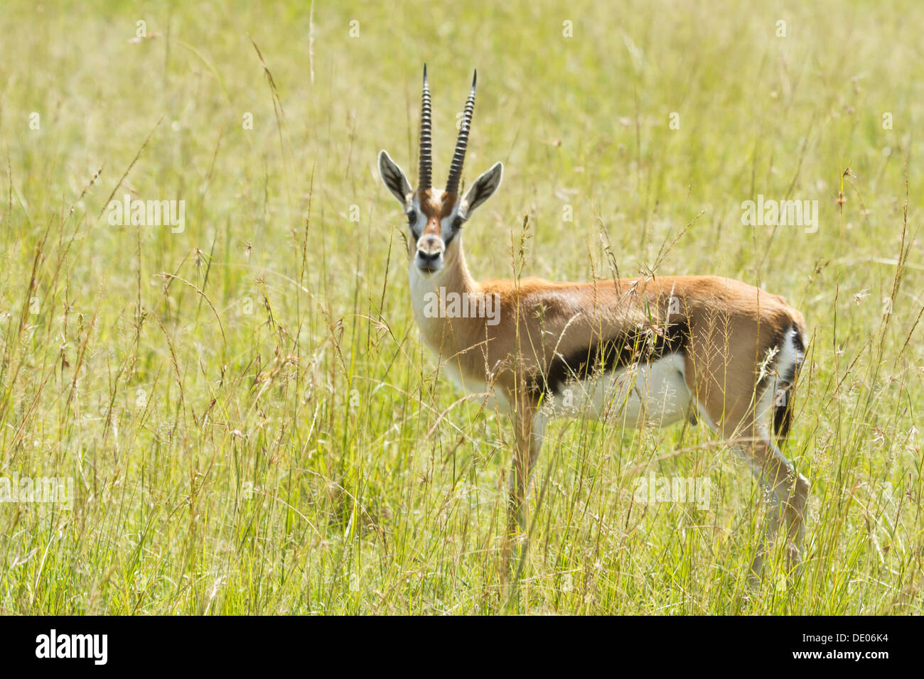 Male thomsons gazelle masai mara hi-res stock photography and images ...