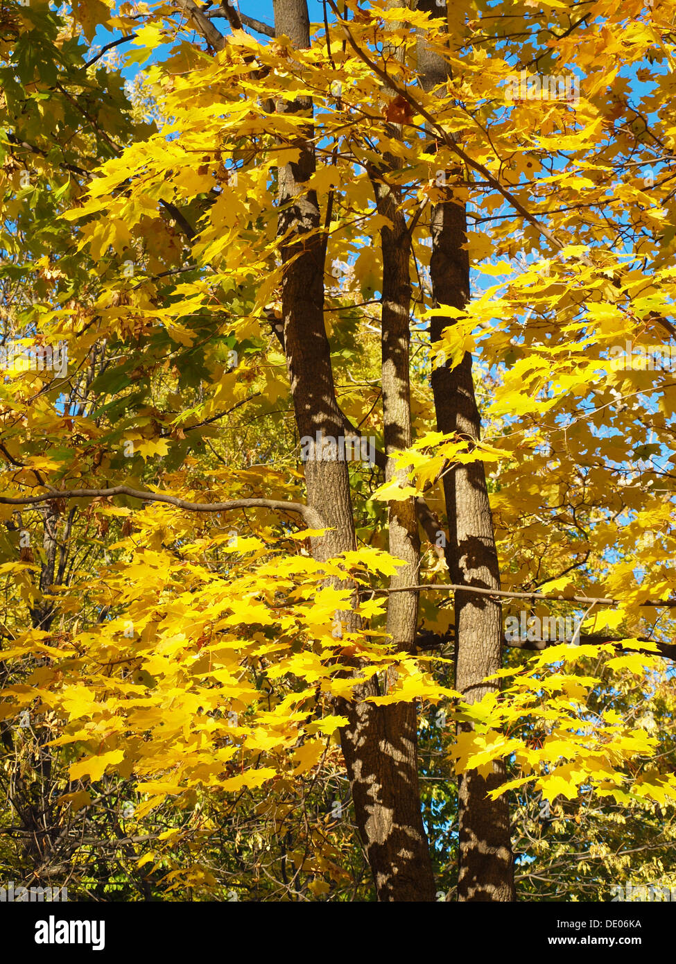 Maple in the autumn in park Stock Photo - Alamy