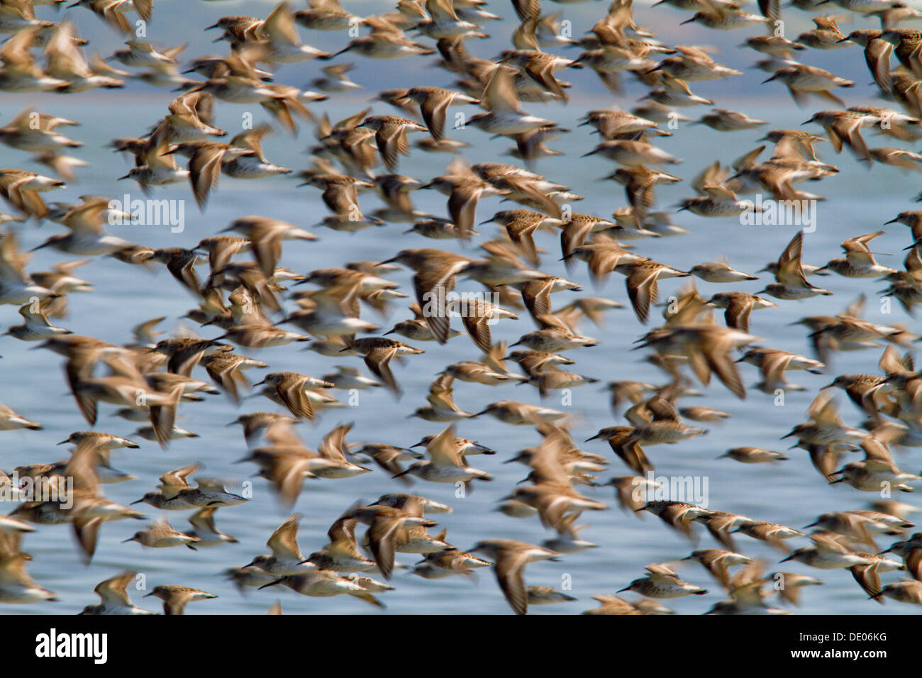 Dunlin,feeding,resting and flying in the South Carolina lowcountry ...