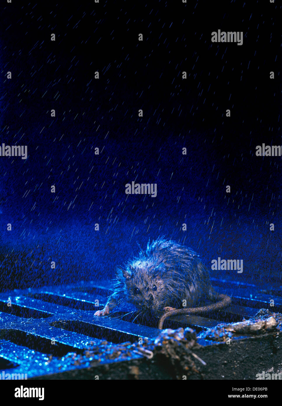 Wet manhole High Resolution Stock Photography and Images - Alamy