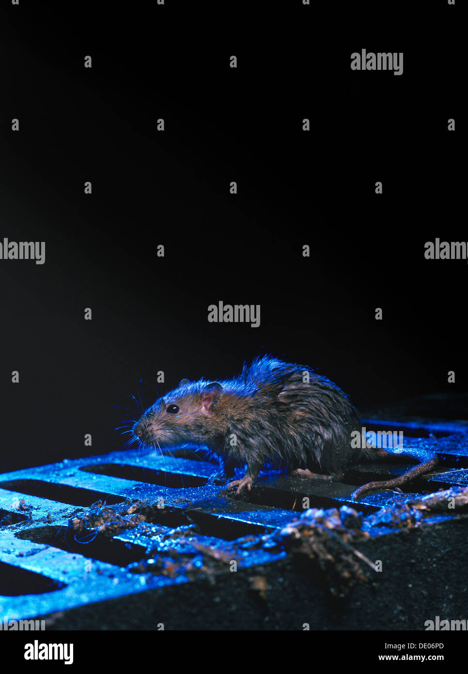 Wet manhole High Resolution Stock Photography and Images - Alamy