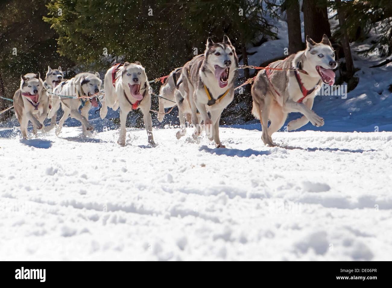 Dog sled or dog sledge, sledge dogs running through a forest, in winter ...