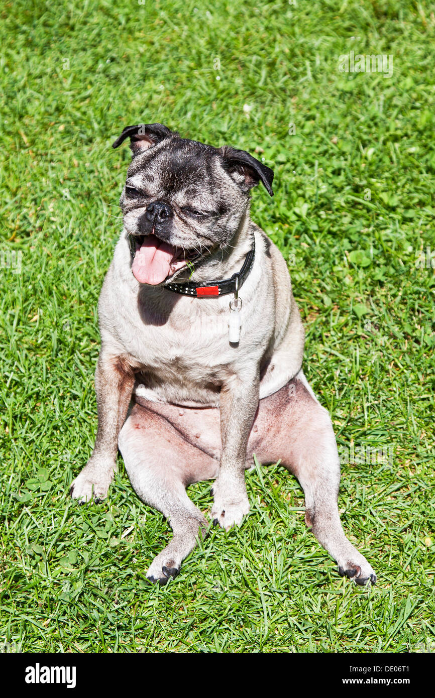 Pug, sitting, panting, International Pug Meeting, 14/07/2012, Berlin ...