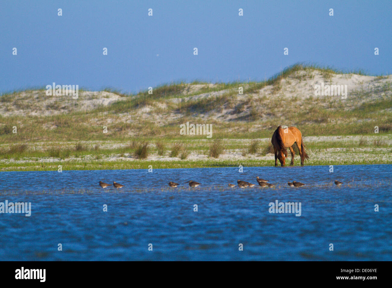 Rachel carson refuge hi-res stock photography and images - Alamy