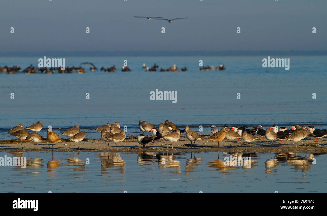 Short-billed Dowitcher feeding Stock Photo - Alamy