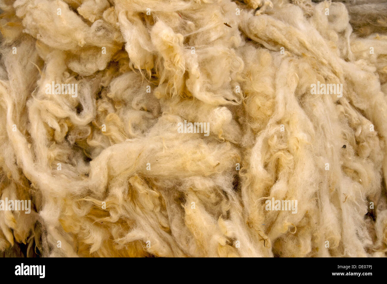 Shorn sheep wool Stock Photo - Alamy