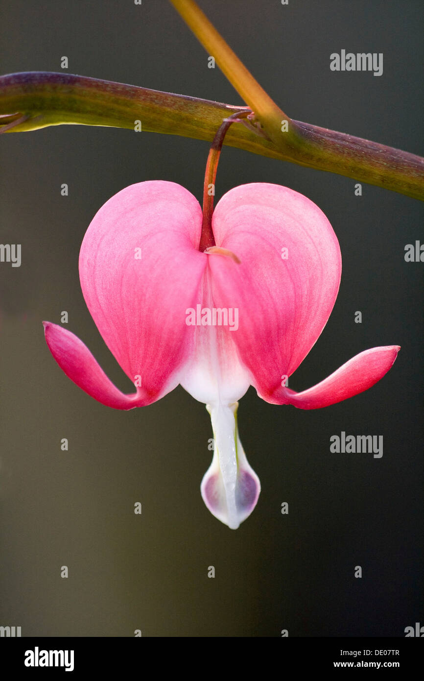 Spectabilis hi-res stock photography and images - Alamy