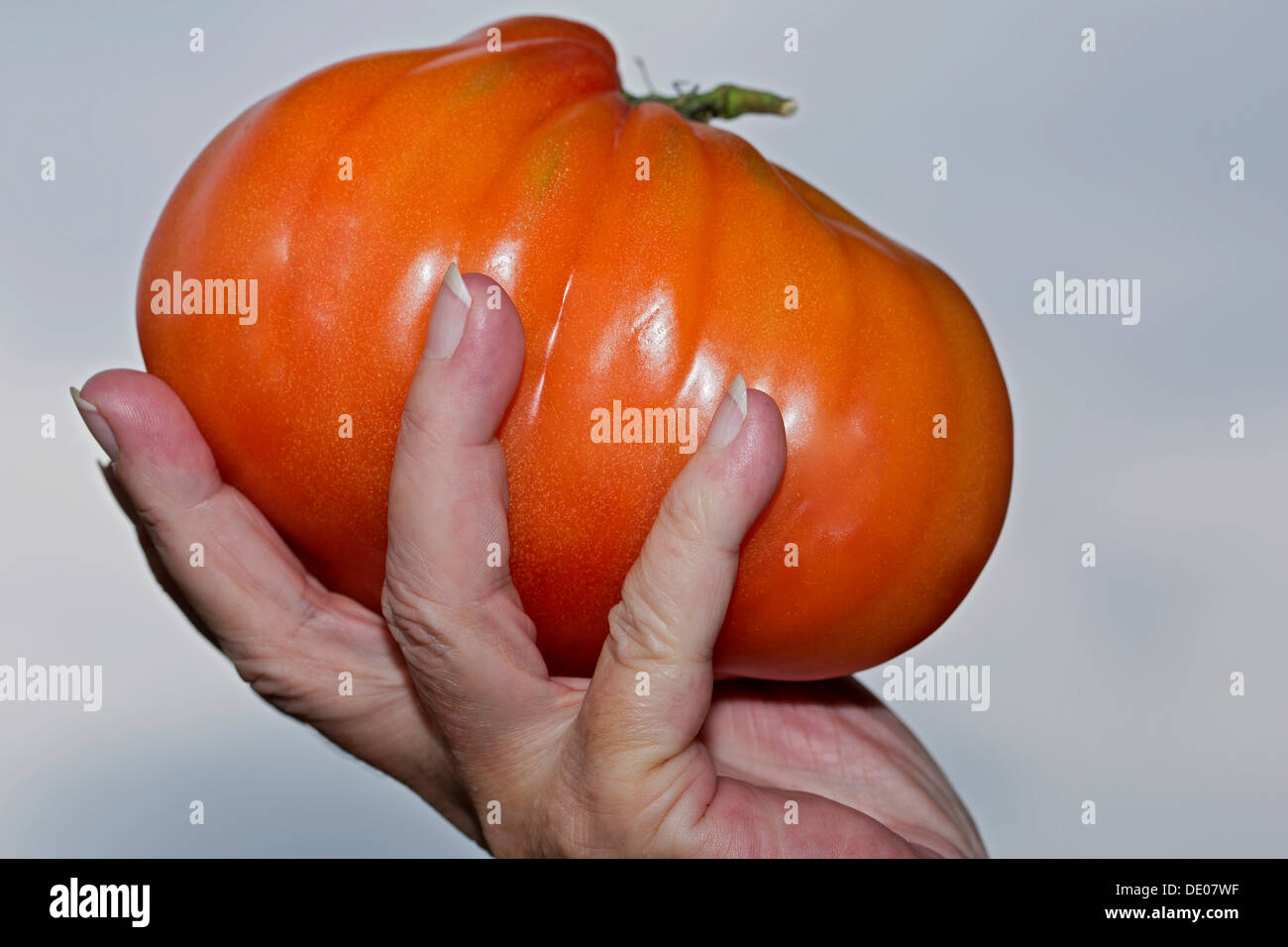 Hand holding an ox heart tomato Stock Photo - Alamy