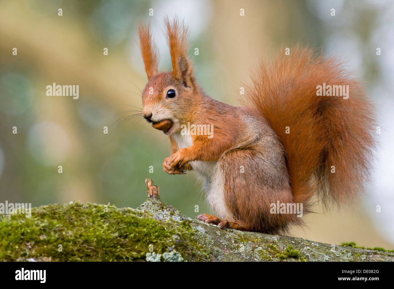 Eurasian Red Squirrel (Sciurus vulgaris), sitting with a hazelnut in ...