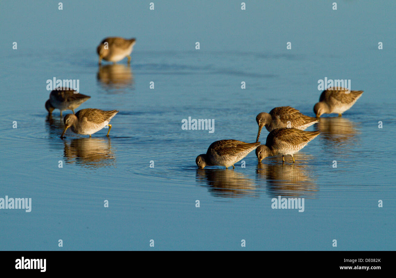 Dunlin,feeding,resting and flying in the South Carolina lowcountry ...