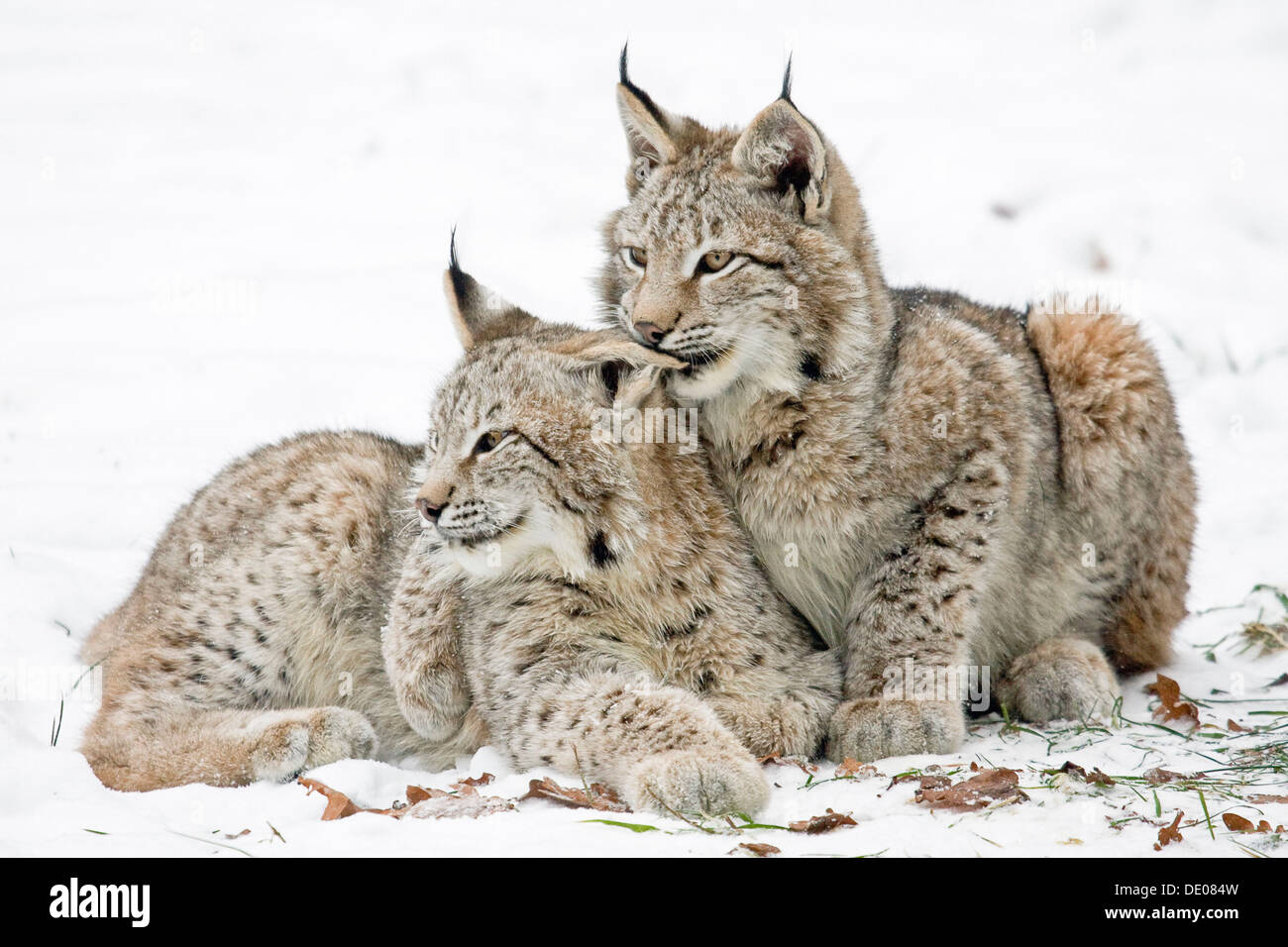 Two Lynxes High Resolution Stock Photography and Images - Alamy