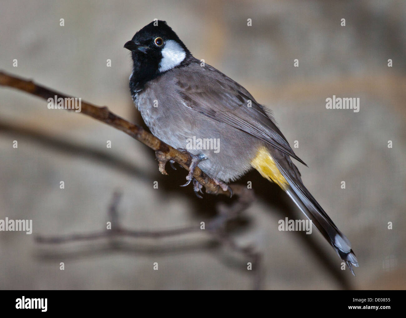 White Cheeked/Himalayan Bulbul (pycnonotus leucogenys Stock Photo - Alamy