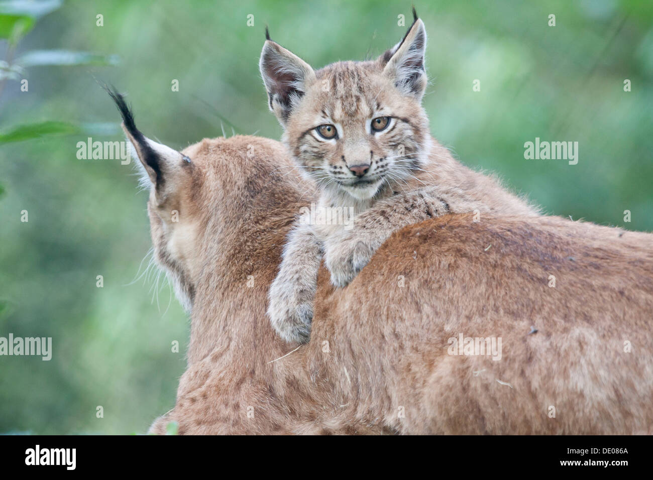 Young lynx (Lynx lynx) lying on the back of its mother Stock Photo - Alamy