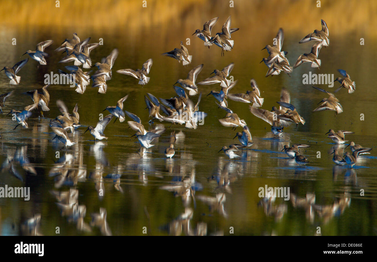 Dunlin feeding hi-res stock photography and images - Alamy