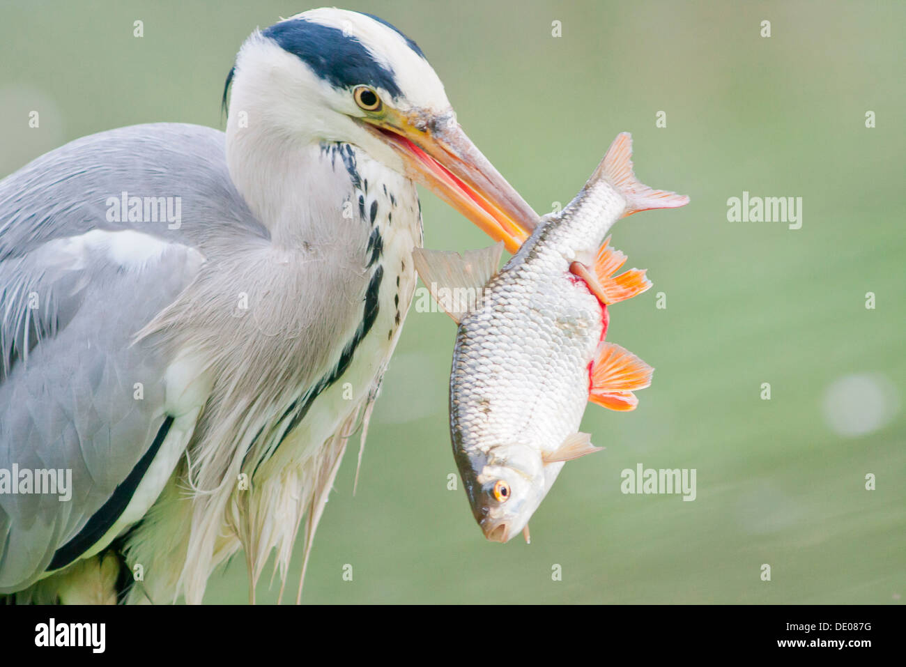 With prey fish hi-res stock photography and images - Alamy