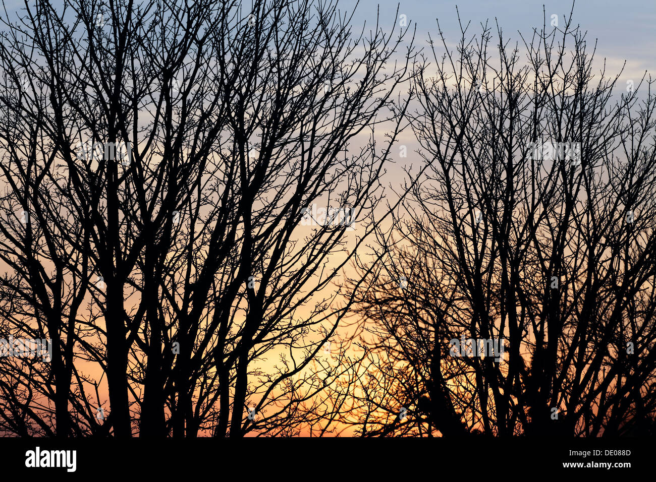 Sunrise through trees hi-res stock photography and images - Alamy