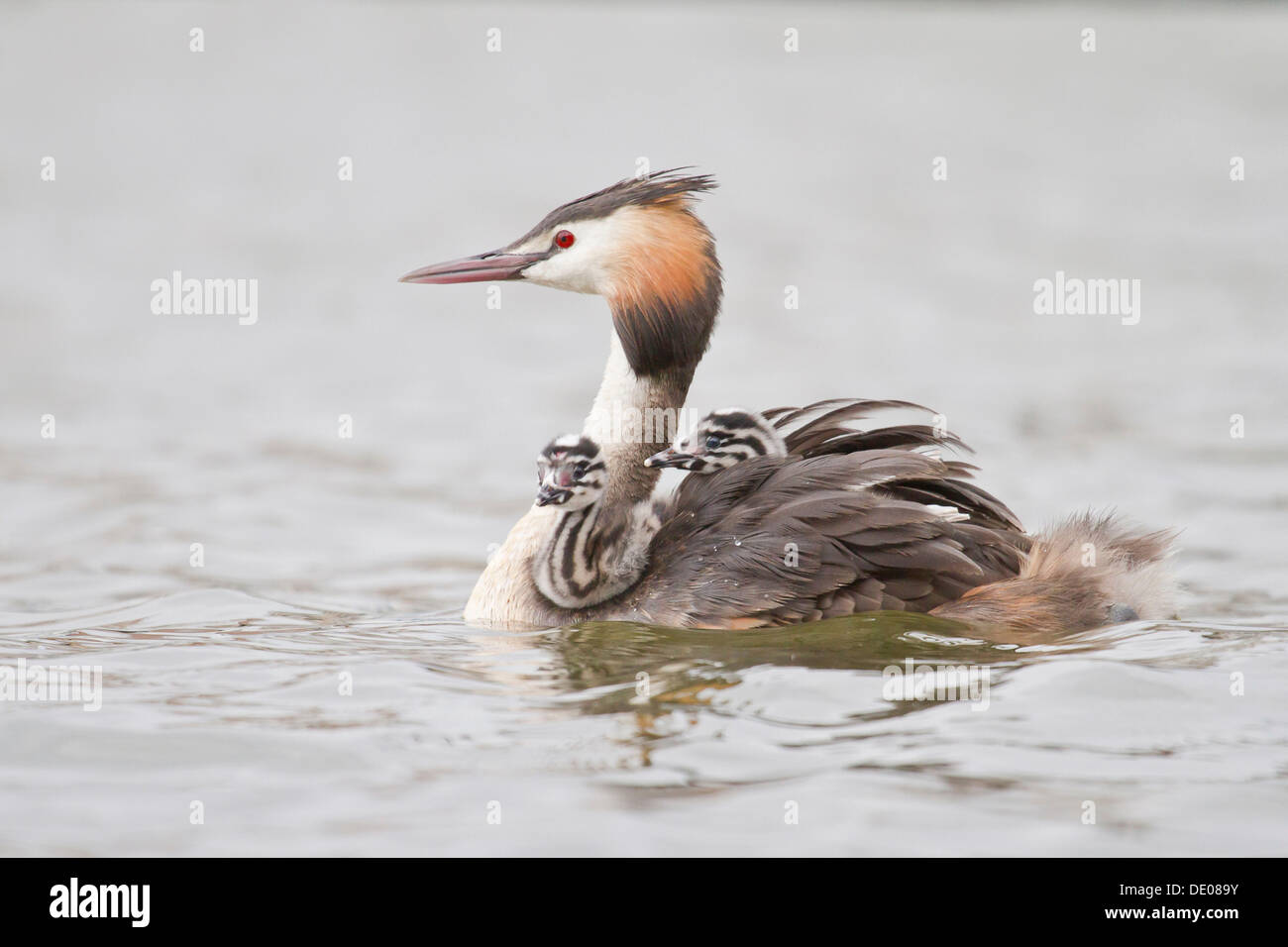 Great Crested Grebe (Podiceps cristatus) with two chicks in plumage ...