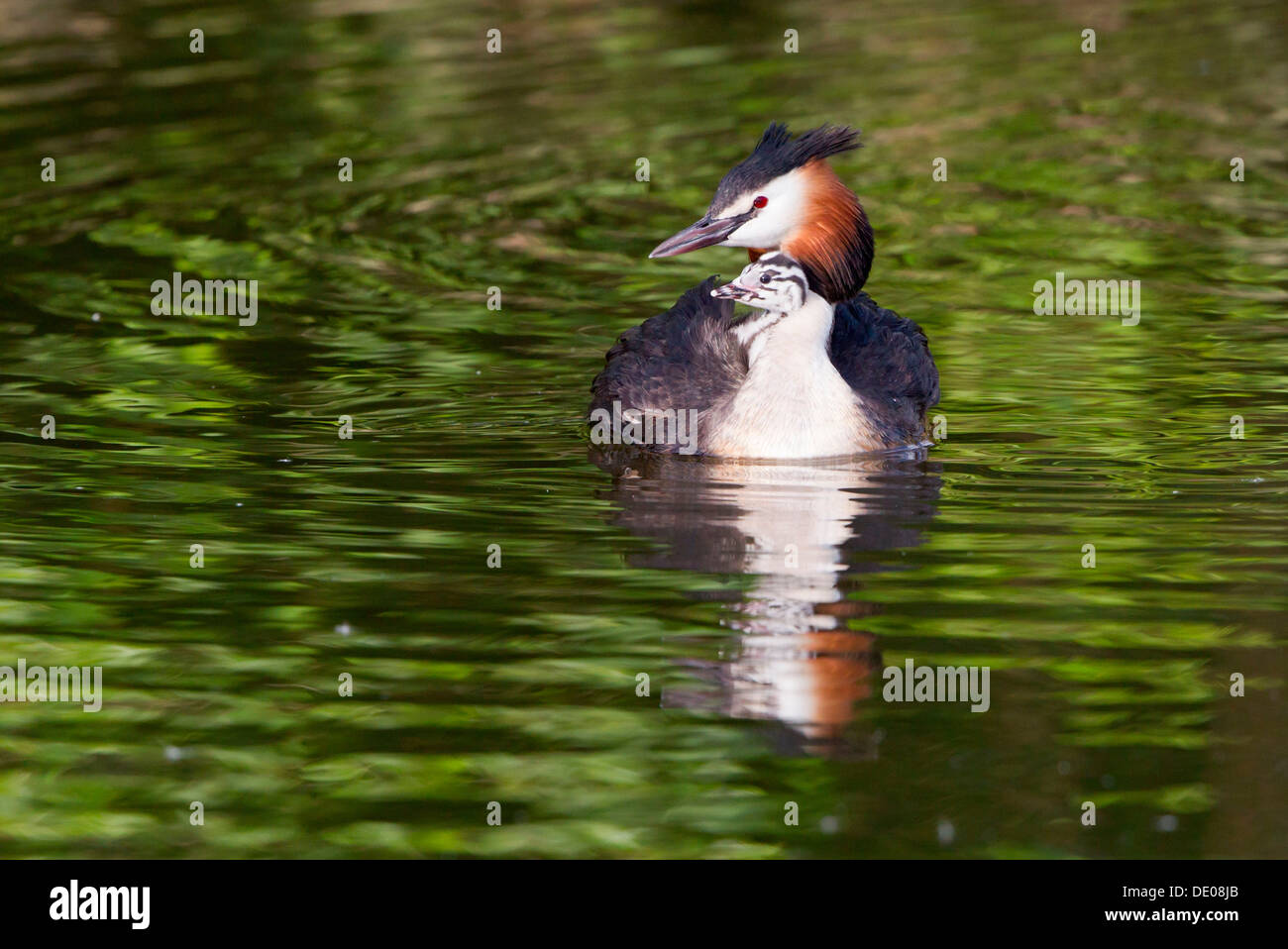 Great Crested Grebe (Podiceps cristatus) with chick in plumage Stock ...