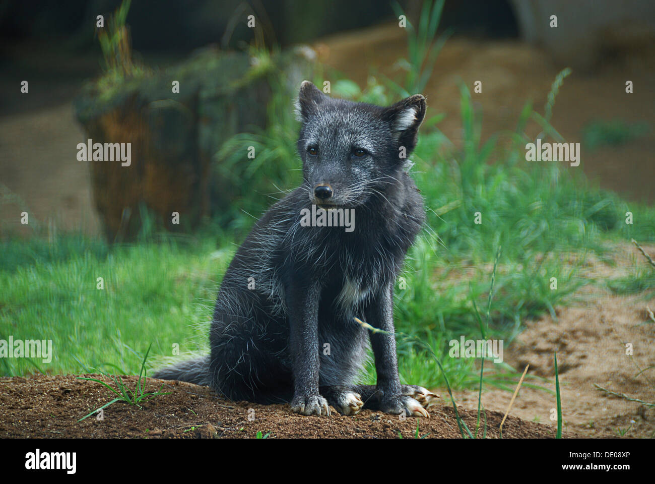 Arctic Fox or Polar Fox (Alopex lagopus) in its summer coat in a ...