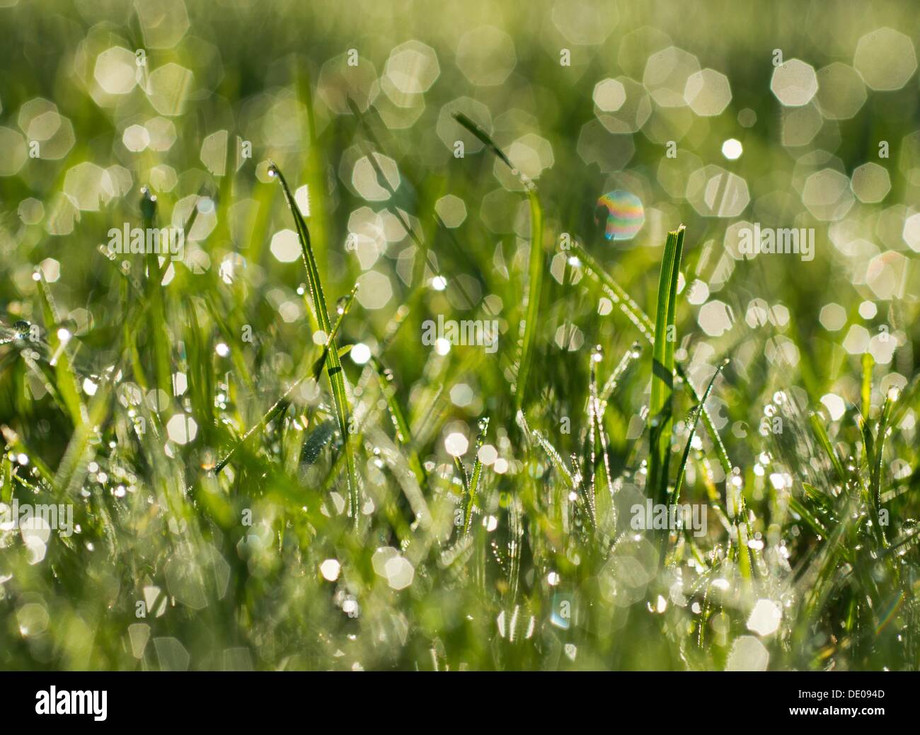 Briesen, Germany. 05th Sep, 2013. Numerous drops of dew glitter in the ...