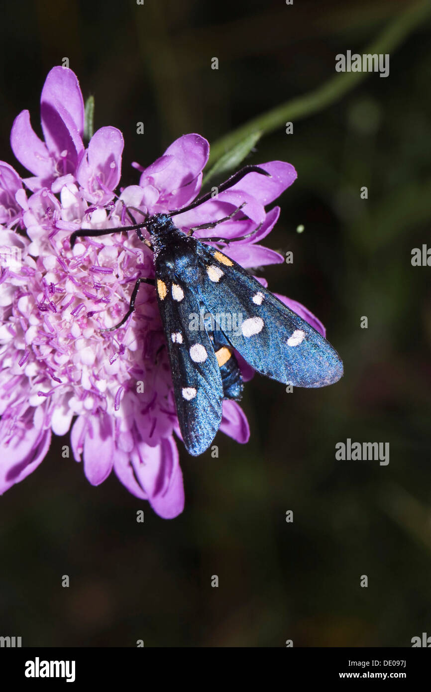 Nine-spotted Moth (Syntomis phegea, Amata phegea), Croatia Stock Photo ...