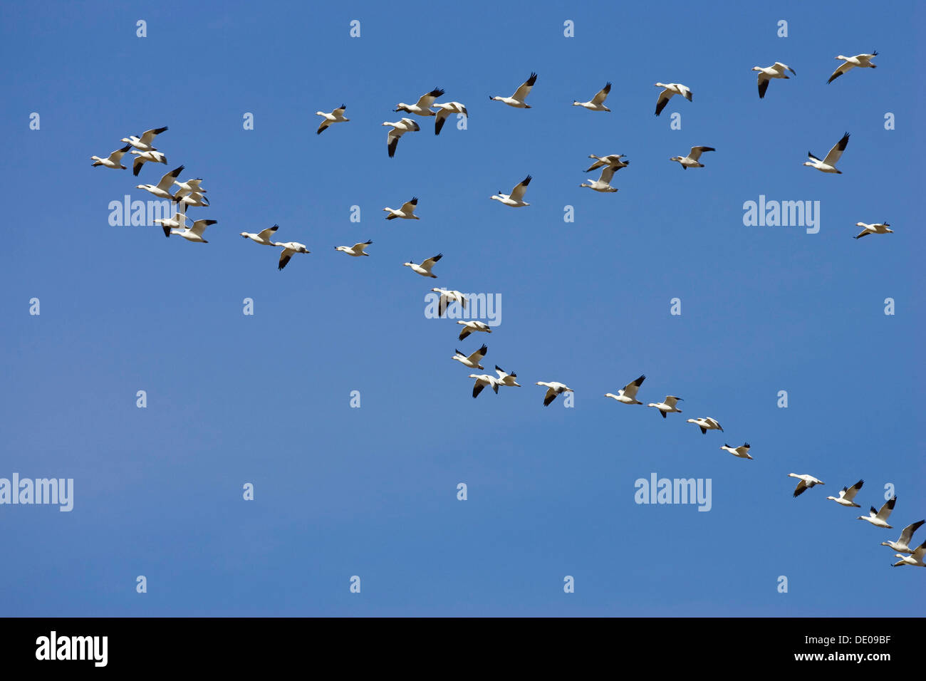 Snow Geese (Anser caerulescens atlanticus, Chen caerulescens) flying ...