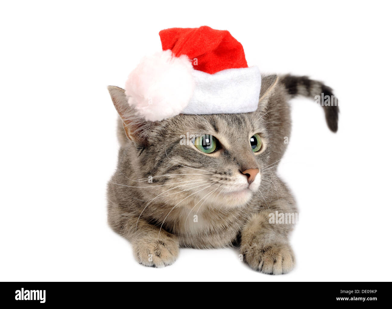 Christmas kitten hi-res stock photography and images - Alamy