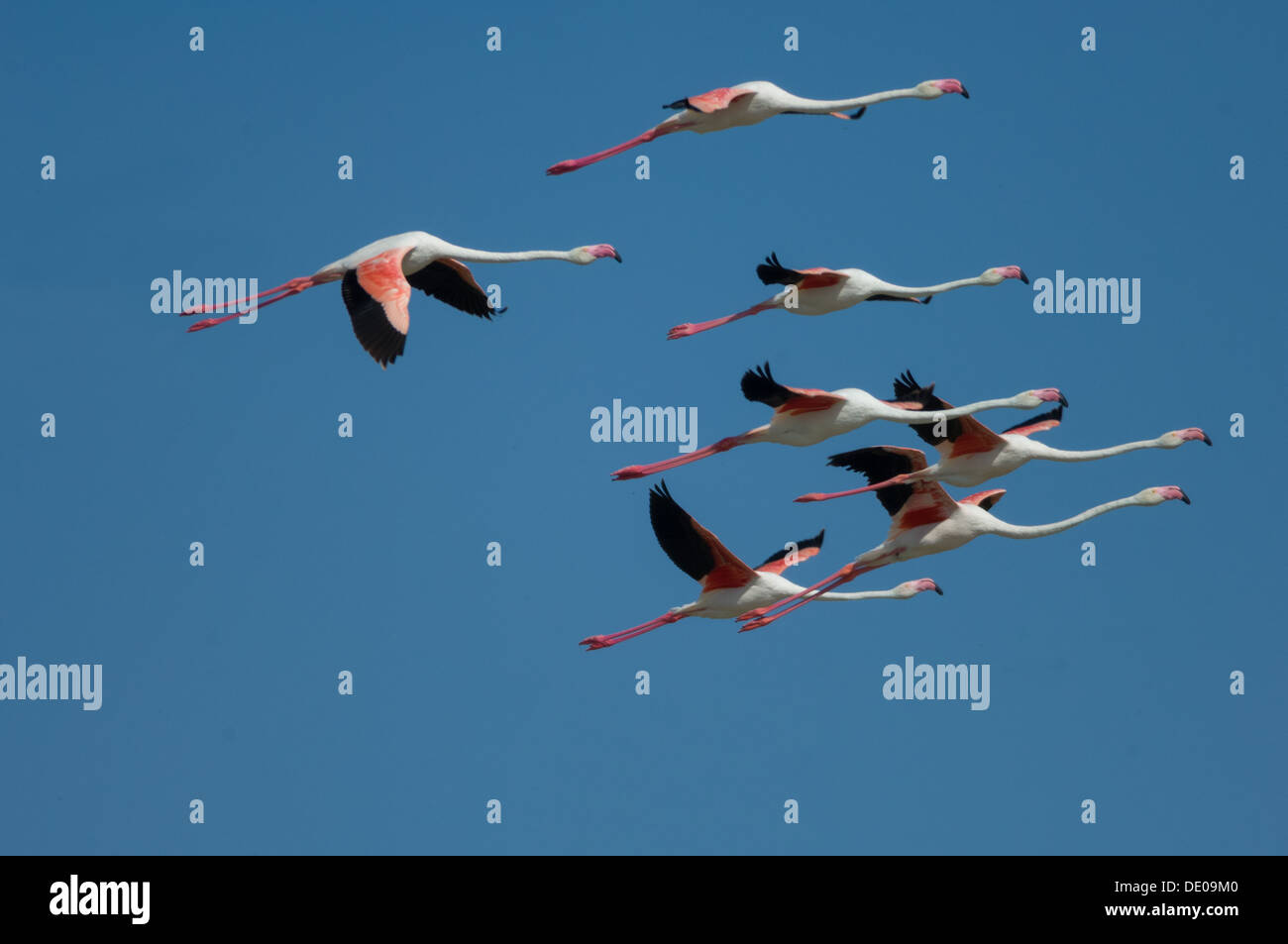 Flamingo migration botswana hi-res stock photography and images - Alamy