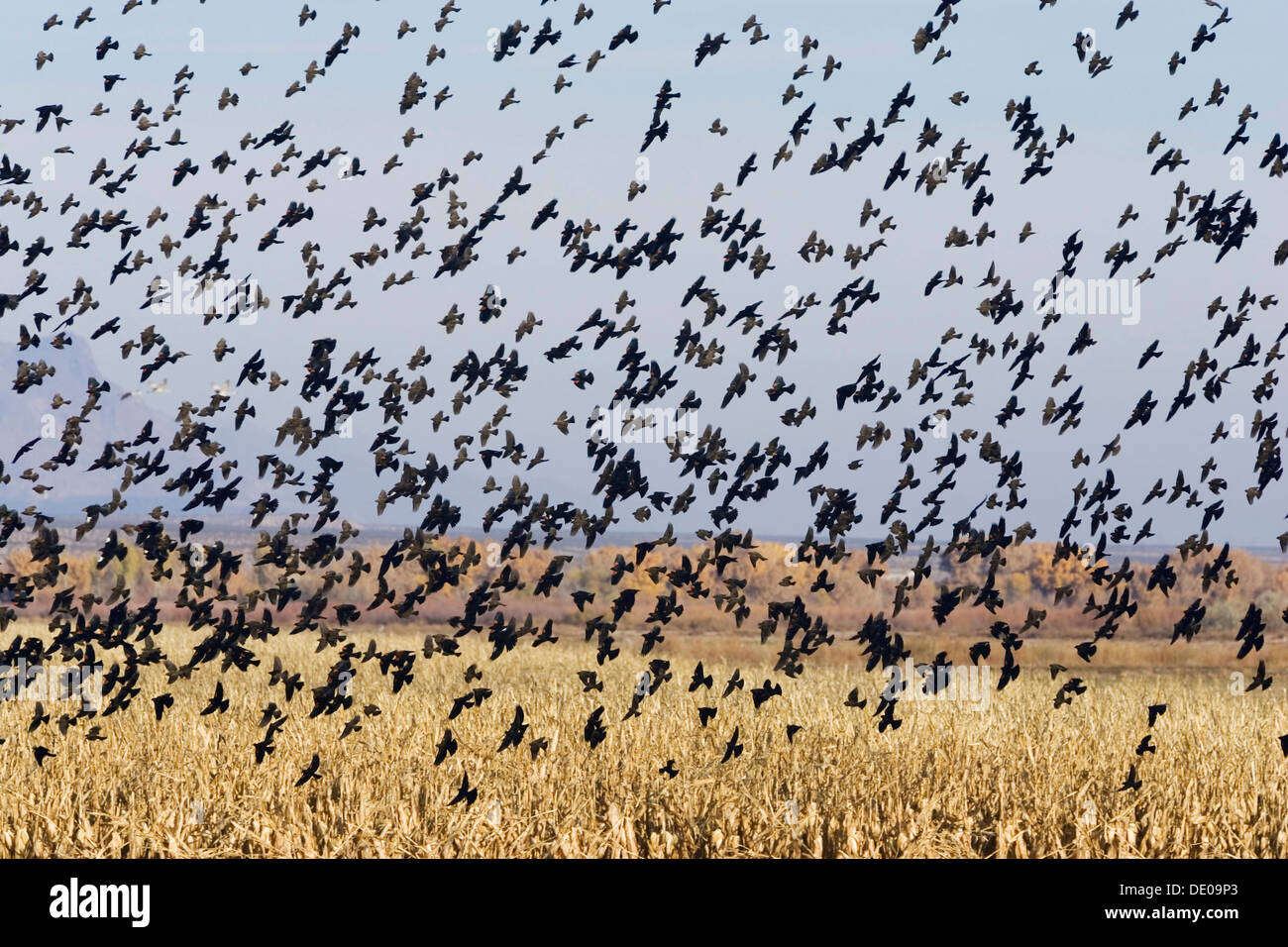 European Starling Flock