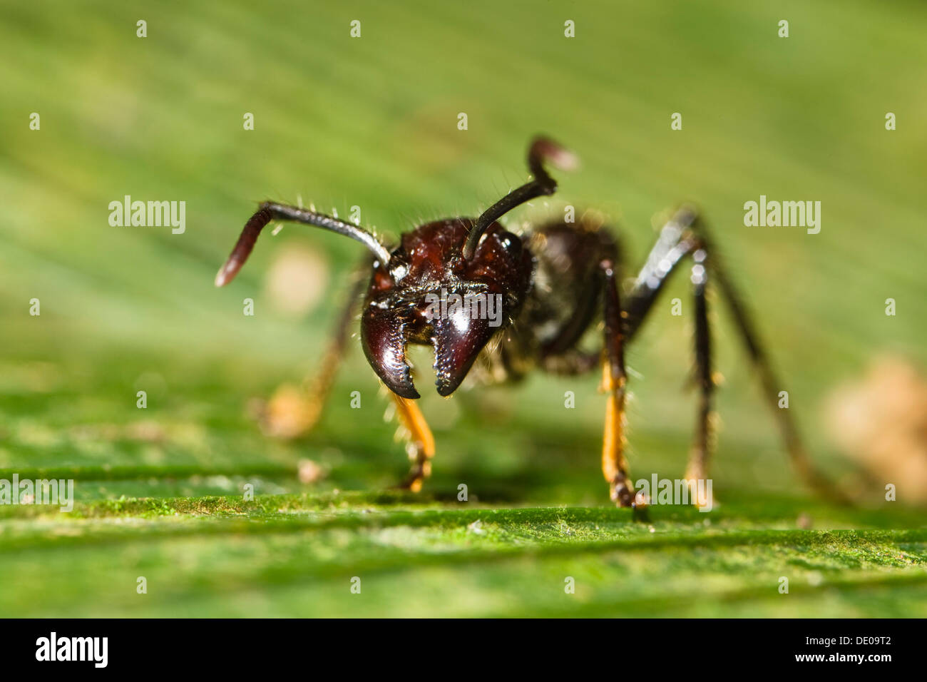 Bullet Ant (Paraponera clavata) in lowland rainforest, Braulio Carrillo ...