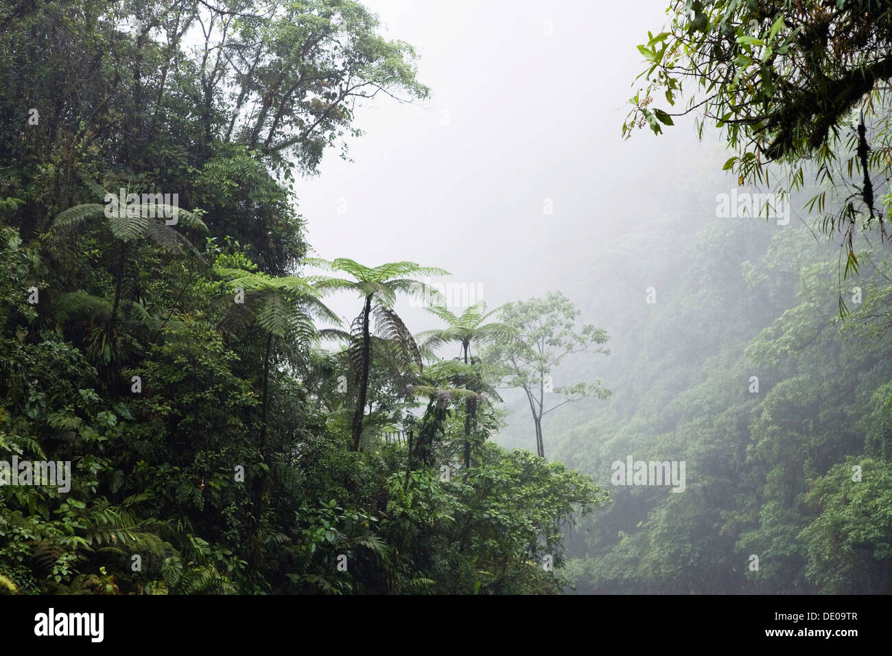 Mountain rainforest, Braulio Carrillo National Park, Costa Rica ...