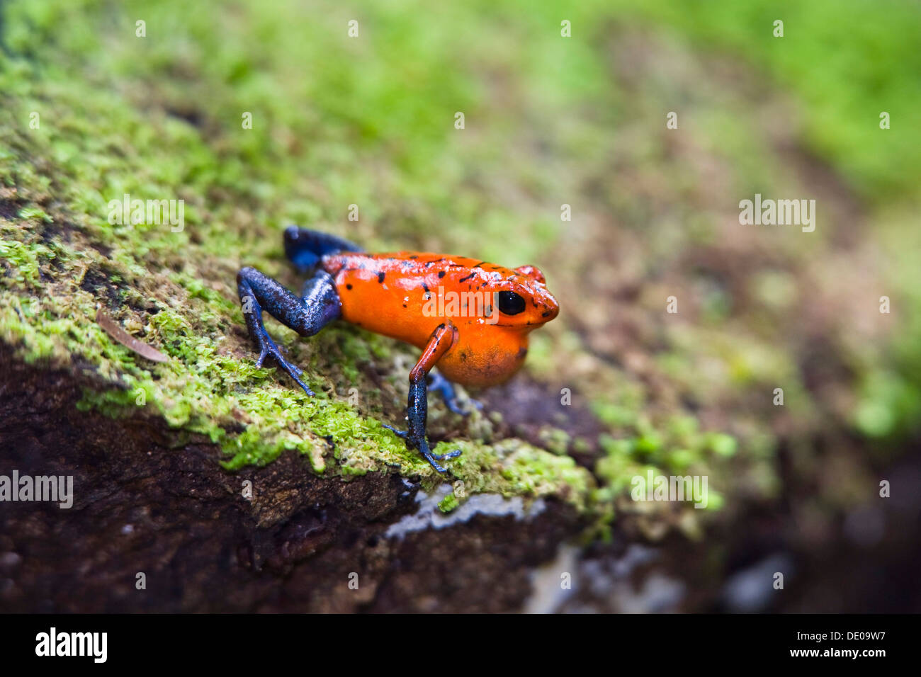 Strawberry Poison-dart Frog (Dendrobates pumilio), calling, rainforest ...
