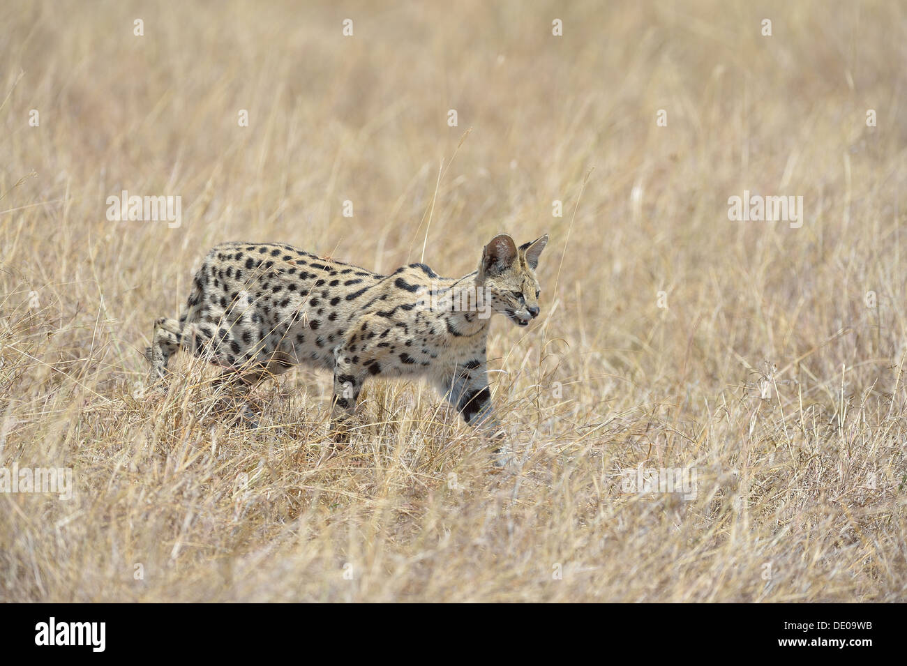 Serval (Leptailurus serval - Felis serval) hunting in the tall grass of ...