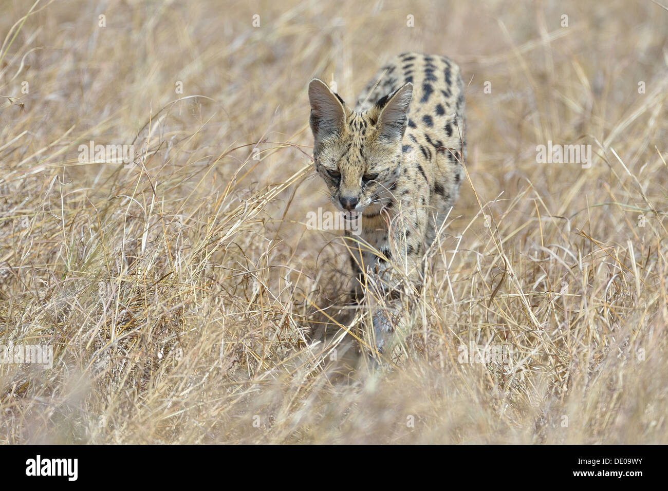 Serval (Leptailurus serval - Felis serval) hunting in the tall grass of ...